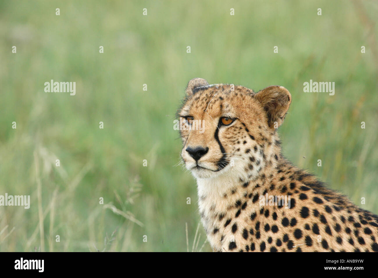 Cheetah vision hi-res stock photography and images - Alamy