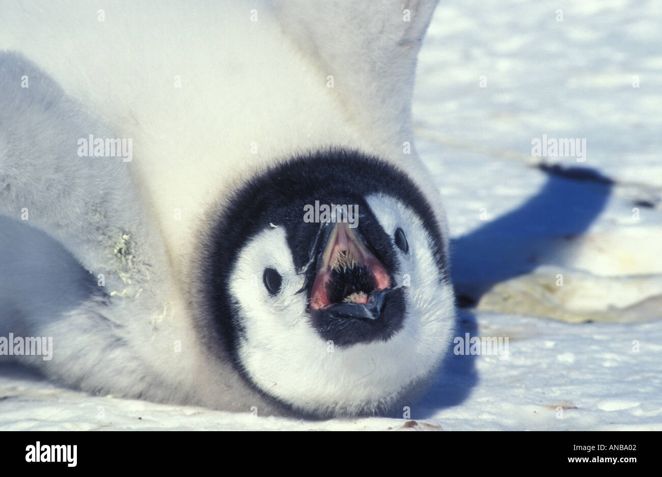 Penguin laying down hi-res stock photography and images - Alamy