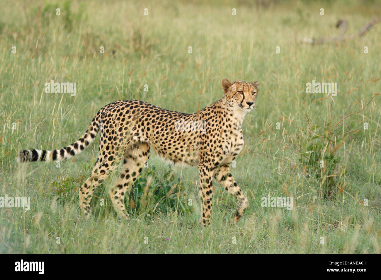 Cheetah Tail High Resolution Stock Photography and Images - Alamy