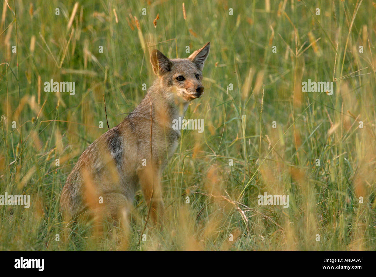 Side-striped jackal sitting in amongst long grass Stock Photo - Alamy