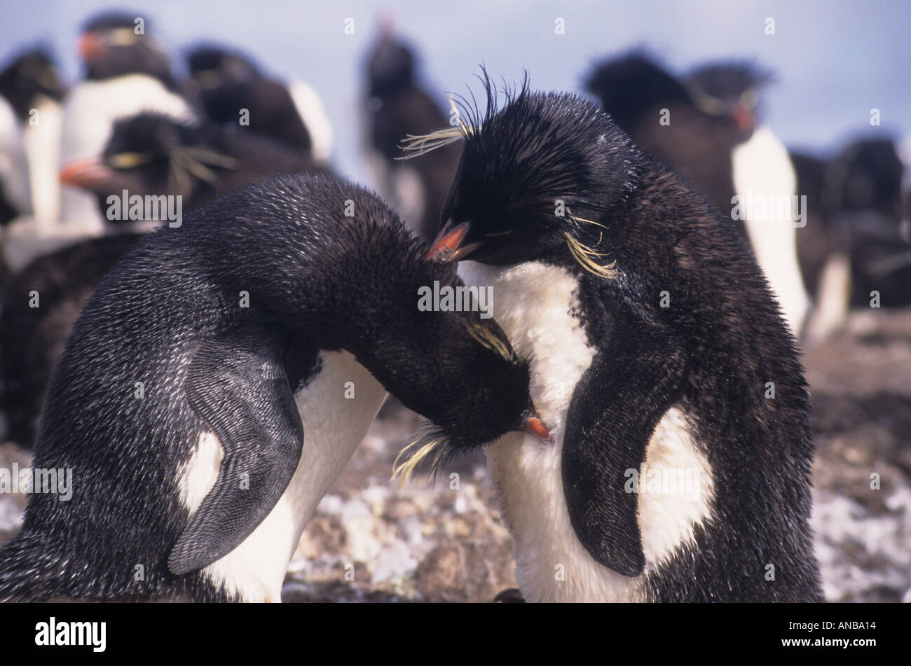 Tufted penguin hi-res stock photography and images - Alamy