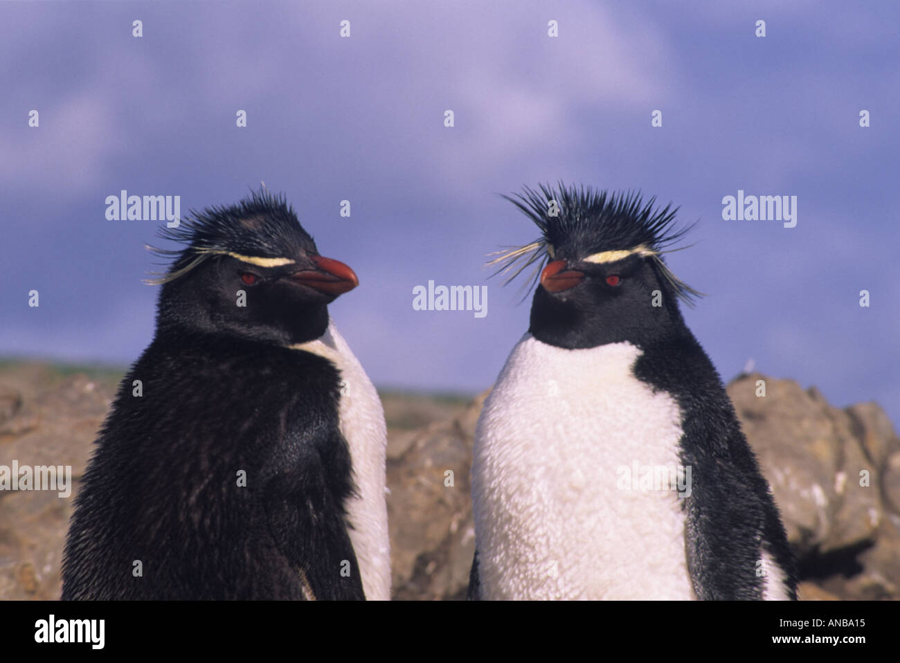 Spiky hair bird hi-res stock photography and images - Alamy