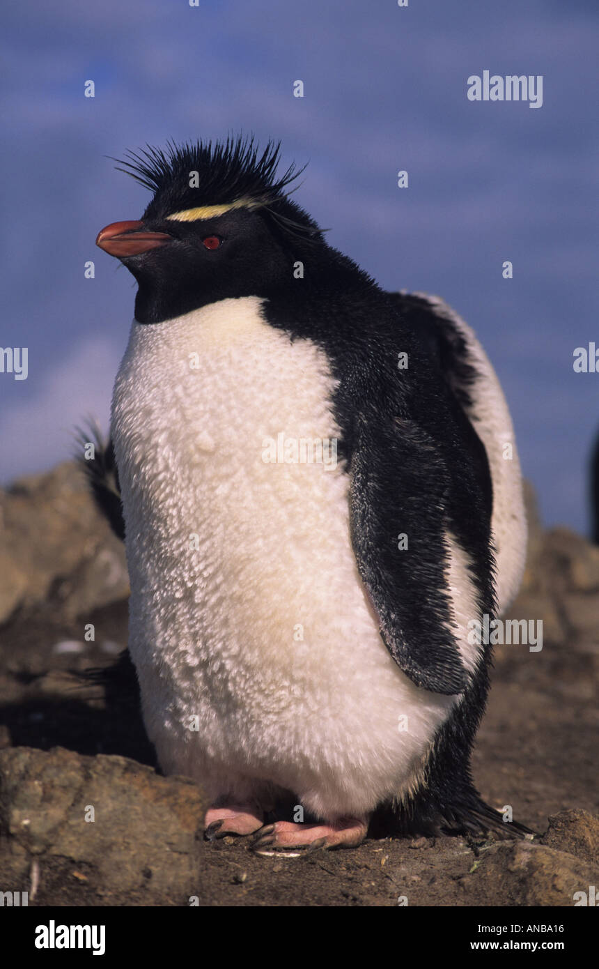 Spiky hair bird hi-res stock photography and images - Alamy