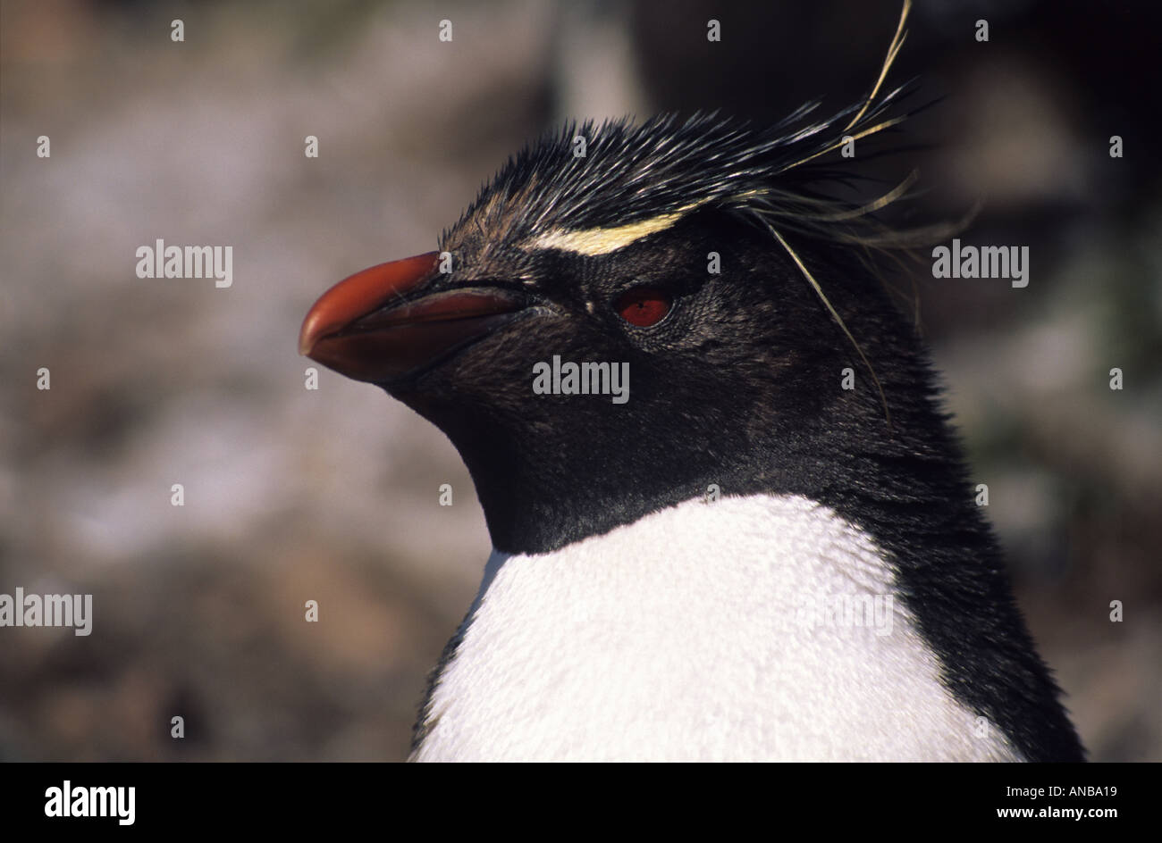 Tufted penguin hi-res stock photography and images - Alamy