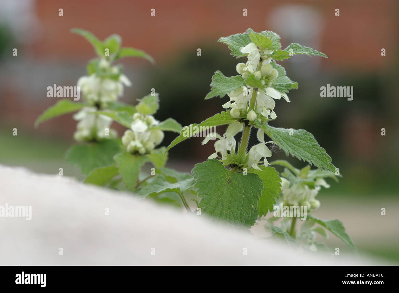 Henbit Dead Nettle growing out of a garden wall Stock Photo - Alamy
