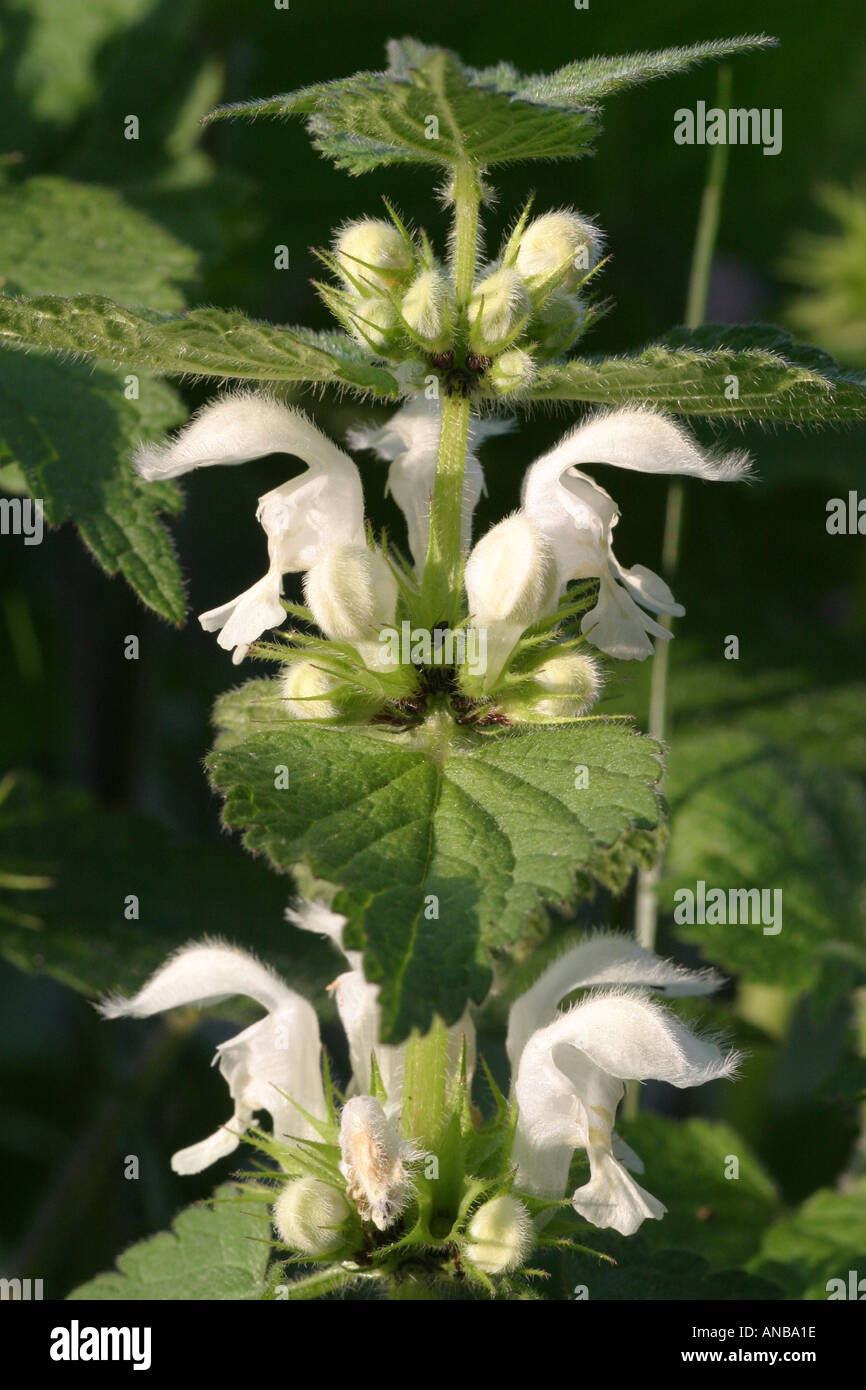 Henbit Dead Nettle growing out of a garden wall Stock Photo - Alamy