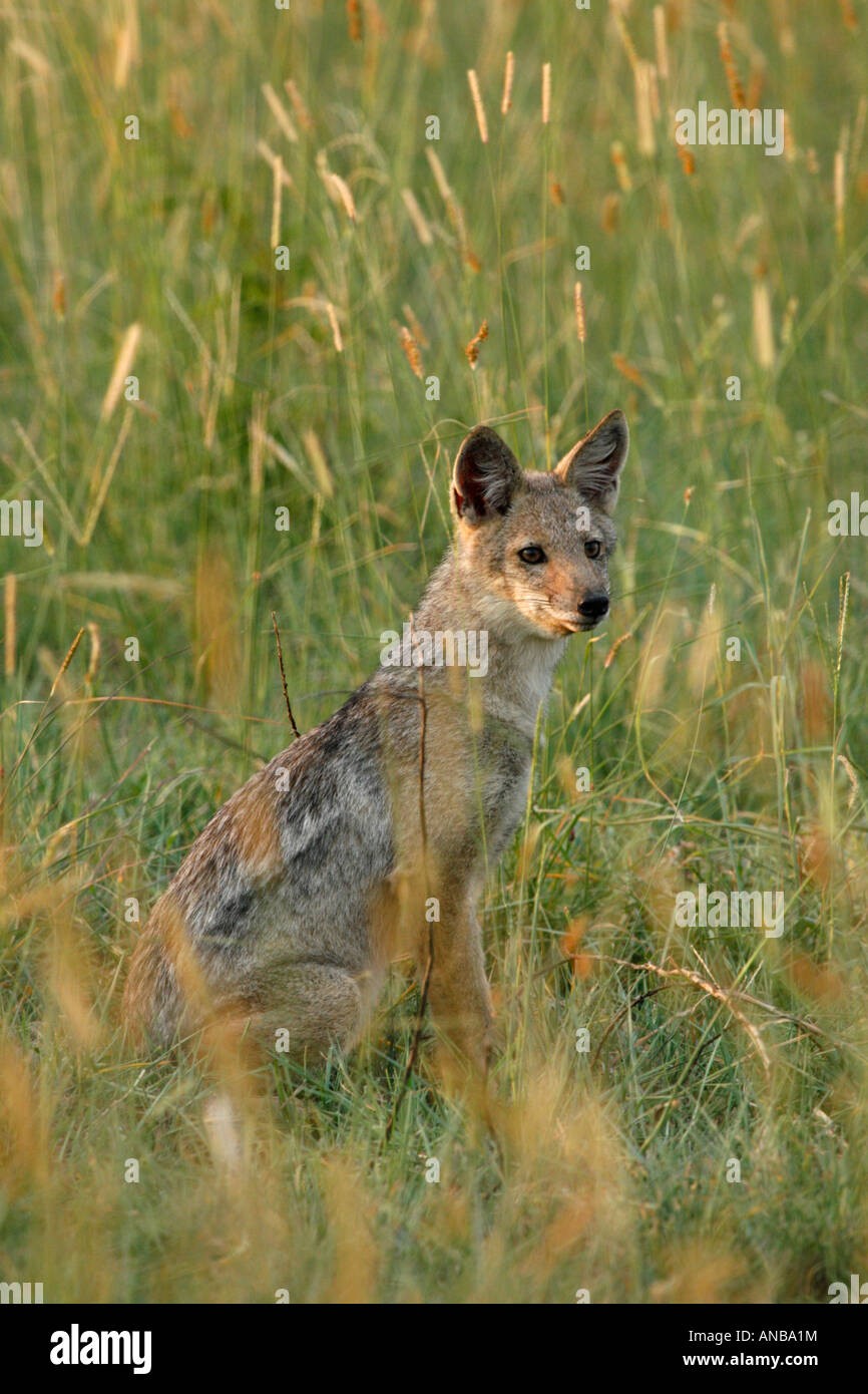 Side striped jackal hi-res stock photography and images - Alamy