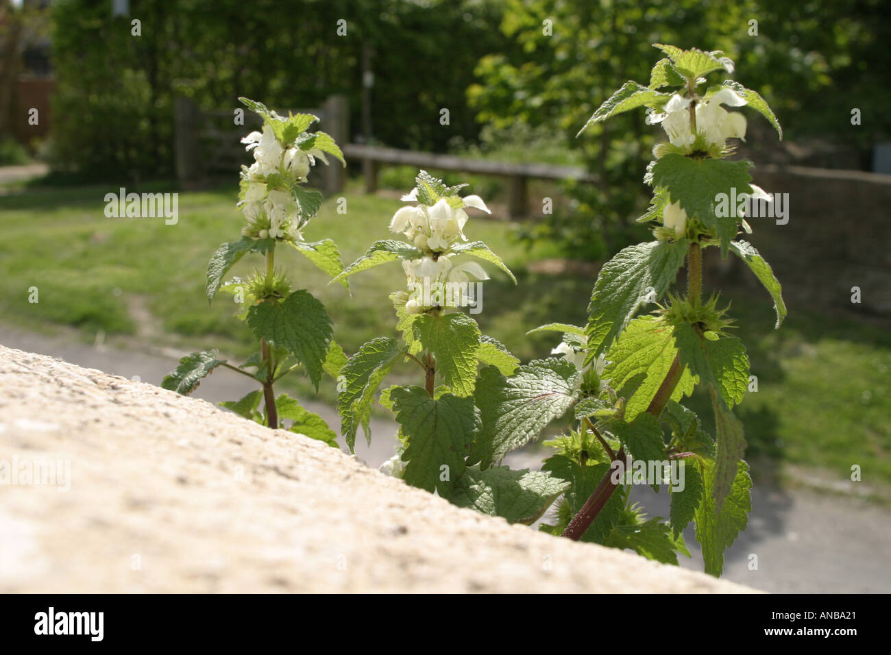 Henbit Dead Nettle growing out of a garden wall Stock Photo - Alamy