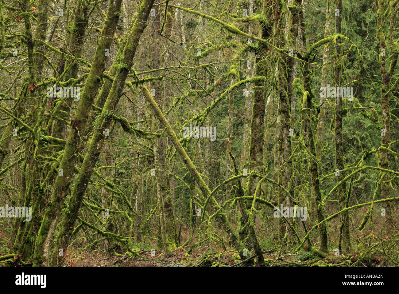 Moss draped trees in old growth rainforest Goldstream Provincial park ...
