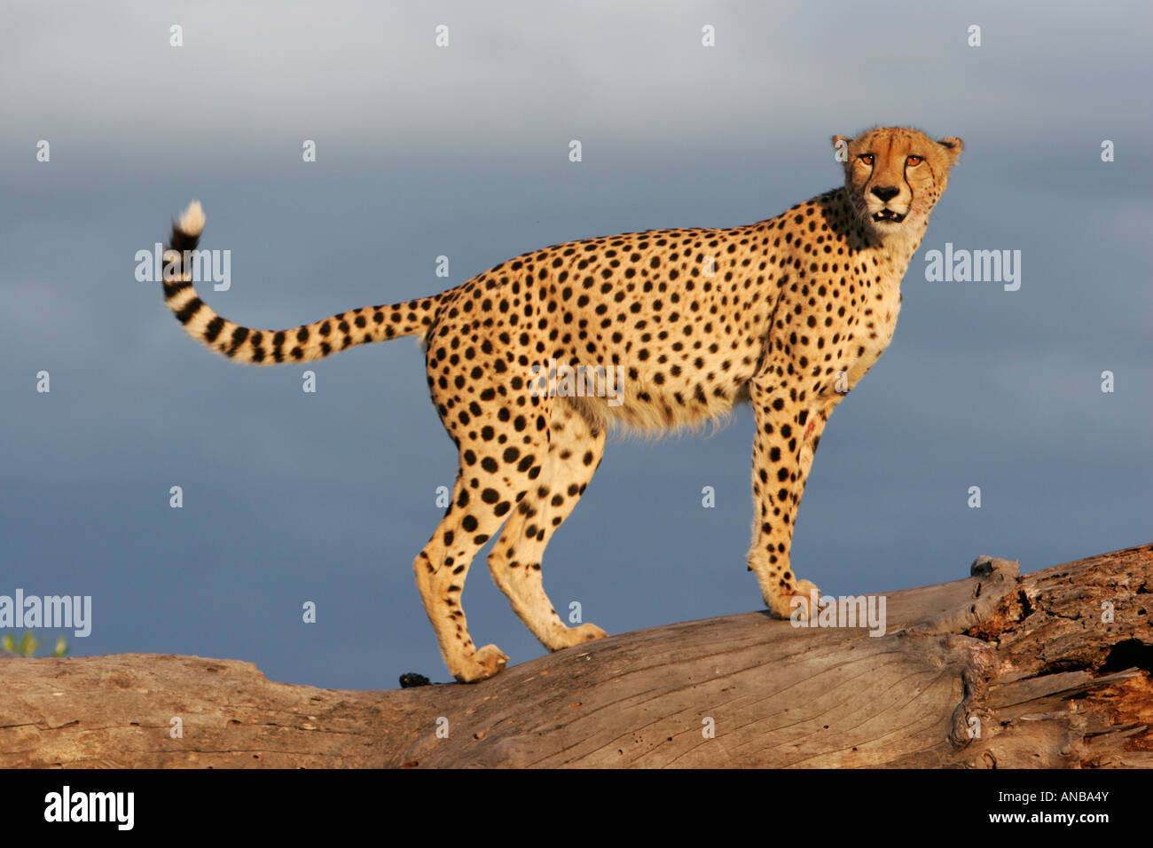 Cheetah standing on fallen tree trunk to survey the surrounding bush ...