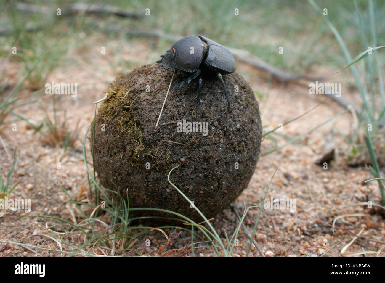 Dung beetles rolling large ball of dung Stock Photo - Alamy