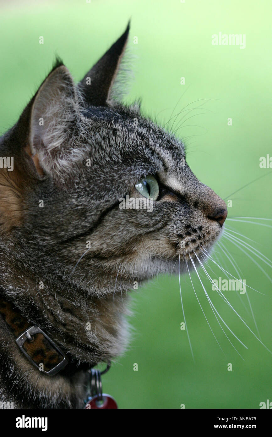 Domestic tabby cat Stock Photo - Alamy