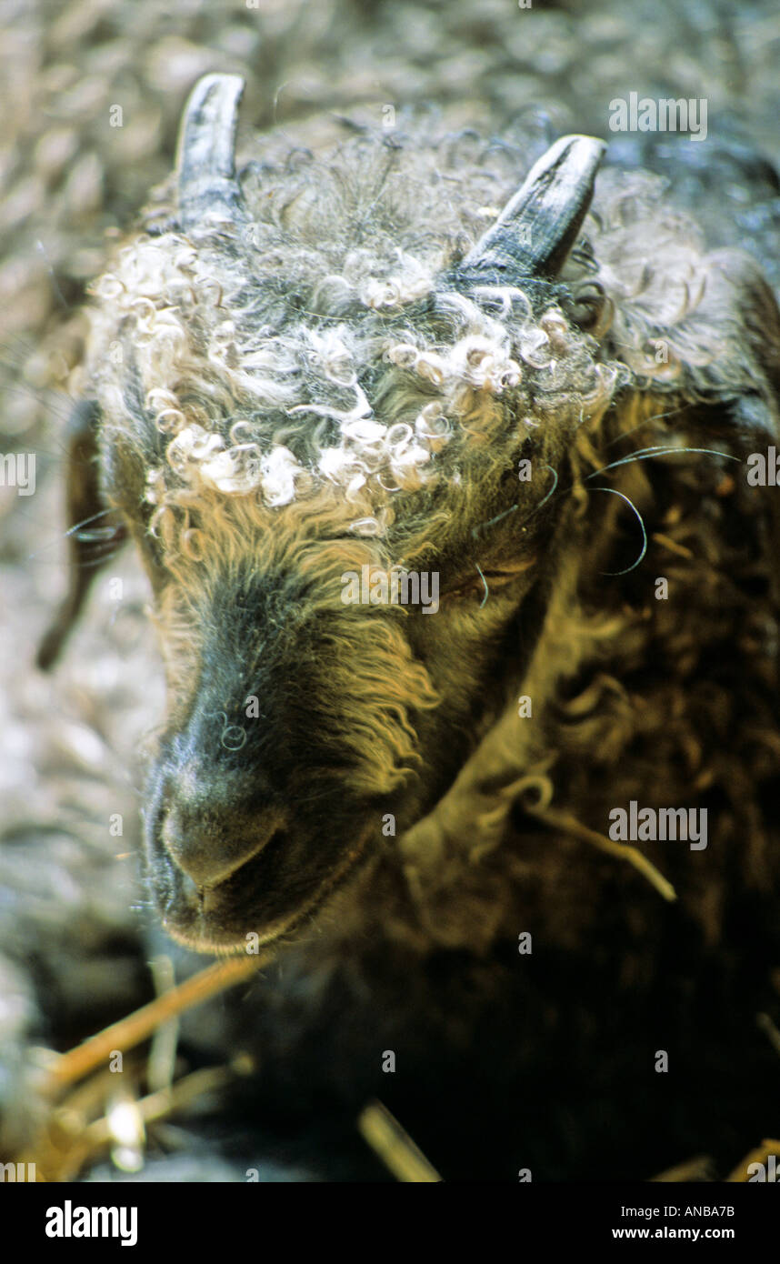 Baby Angora goat Stock Photo - Alamy