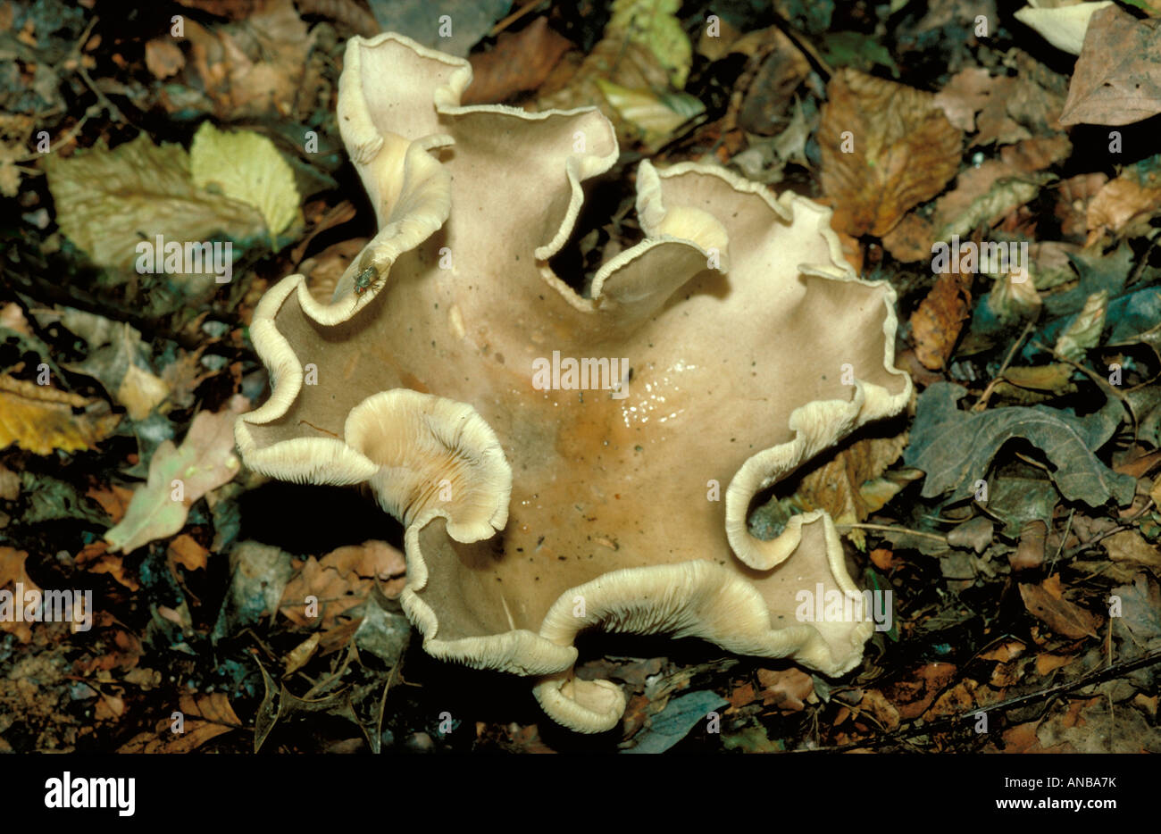 Giant Funnel, Leucopaxillus giganteus, Tricholomataceae. Syn. Agaricus ...