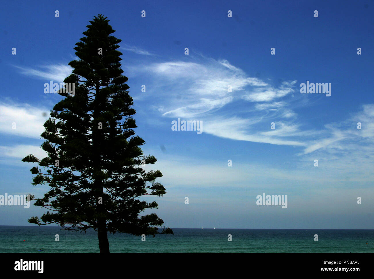 Norfolk Pine and sky Manly Australia Stock Photo - Alamy