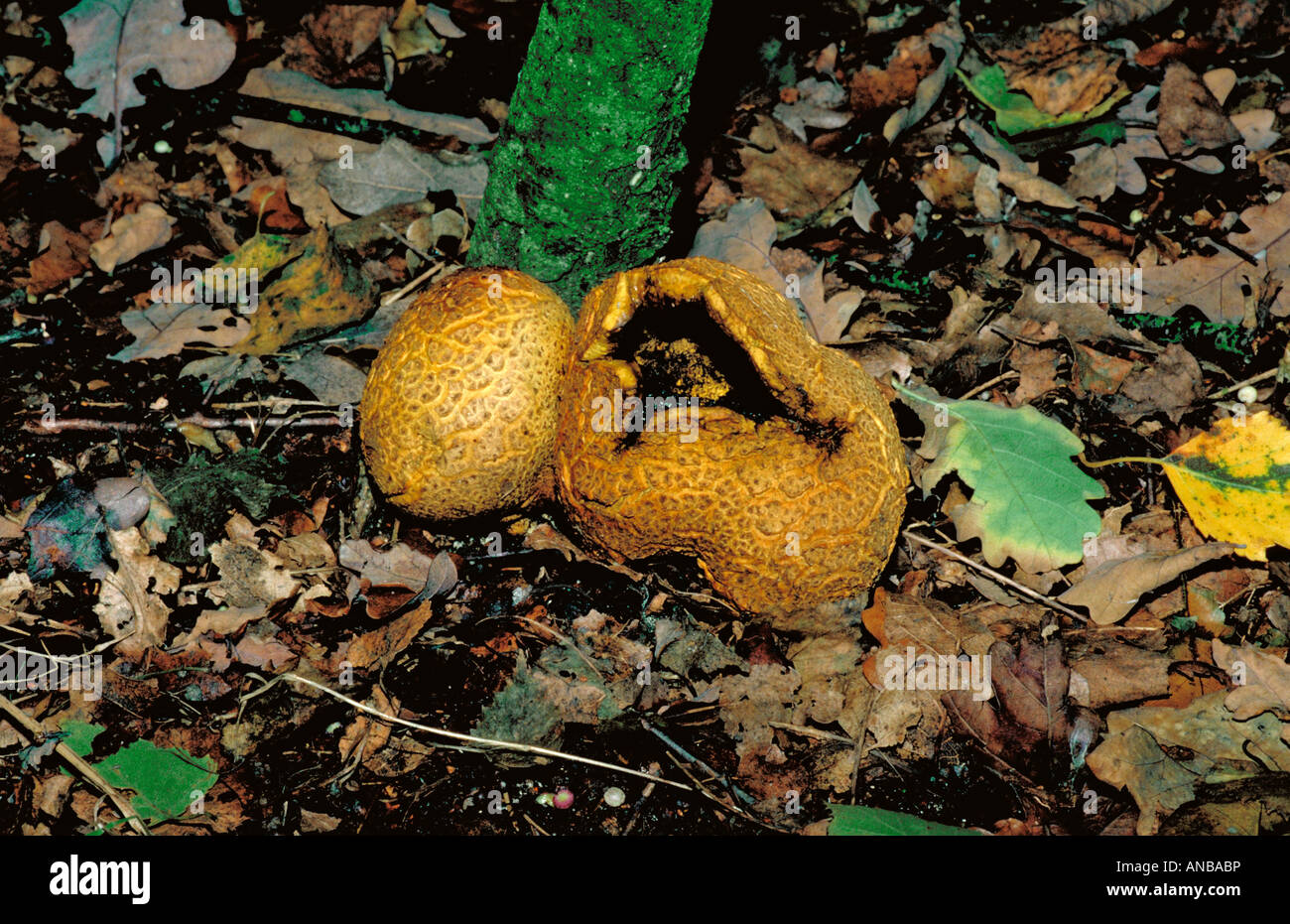 Common Earth Ball Fungus, Scleroderma citrinum, Sclerodermataceae Stock ...