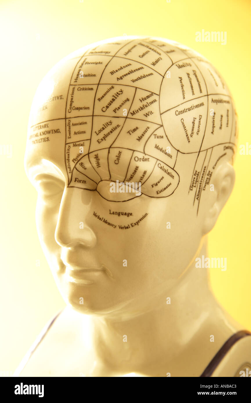 Phrenology model hi-res stock photography and images - Alamy