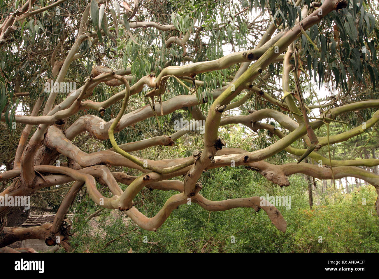 Pacific Madrona tree, California, USA Stock Photo - Alamy