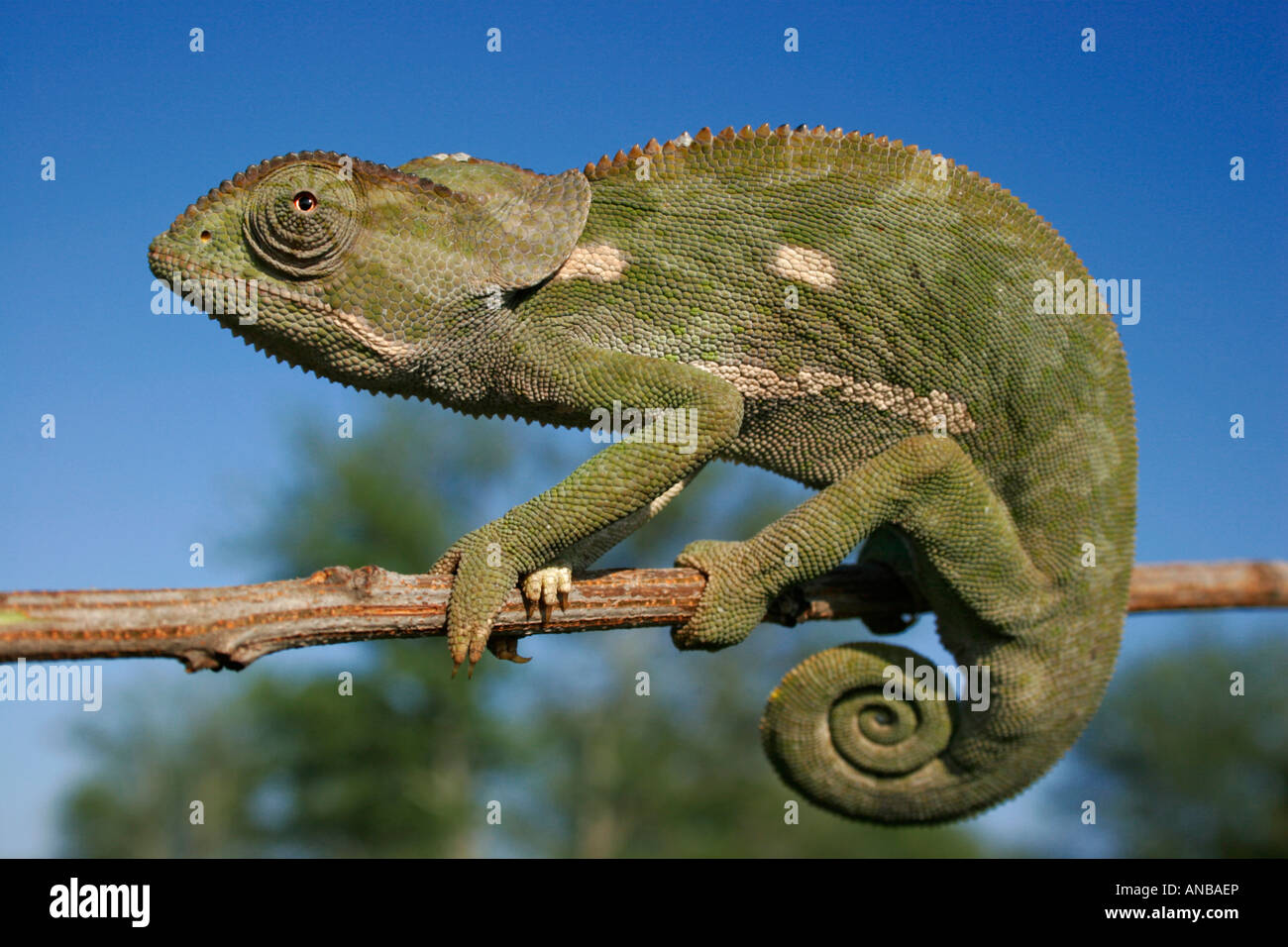 Slender stem hi-res stock photography and images - Alamy