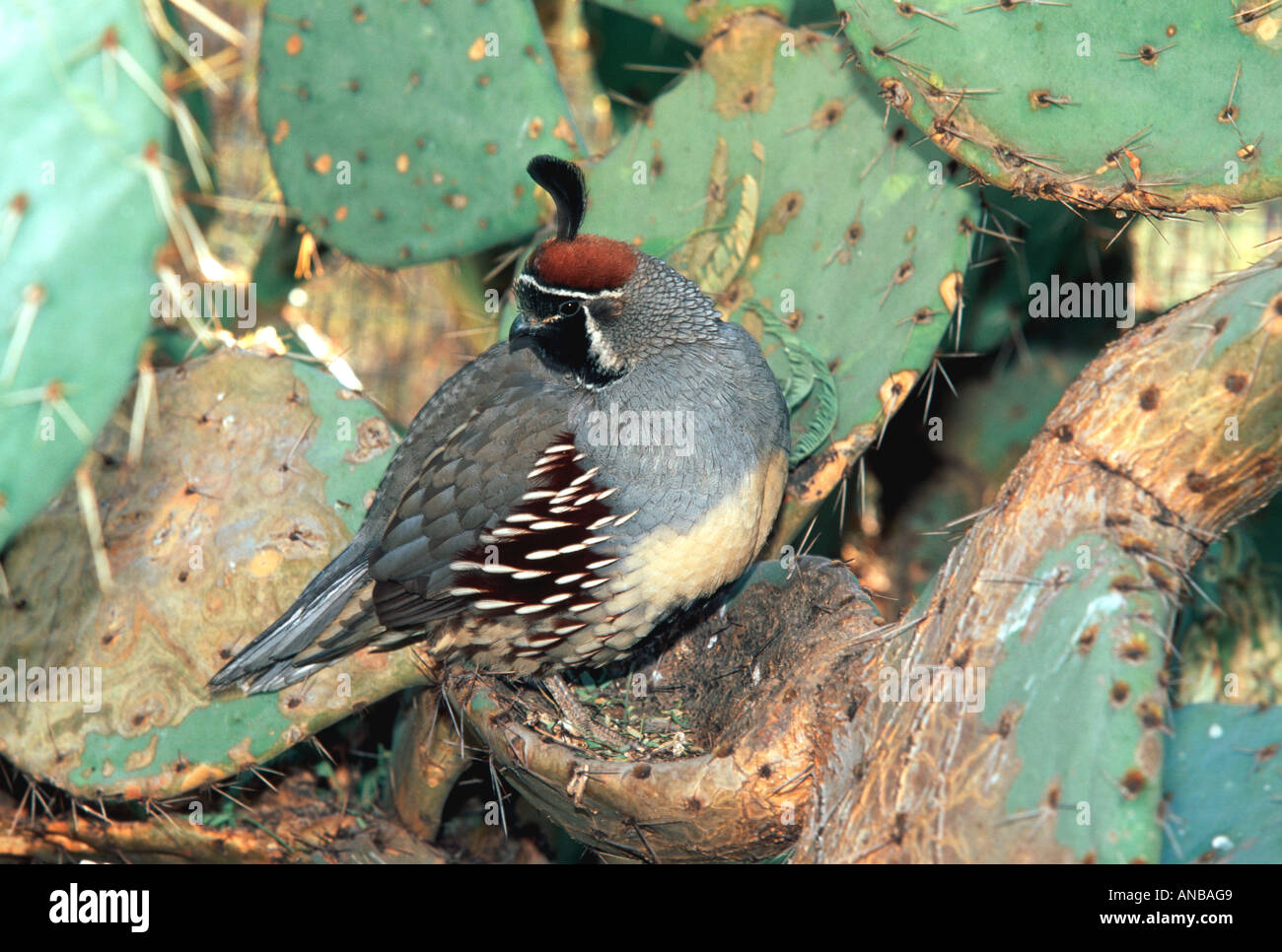 Quail Flying Stock Photos & Quail Flying Stock Images - Alamy