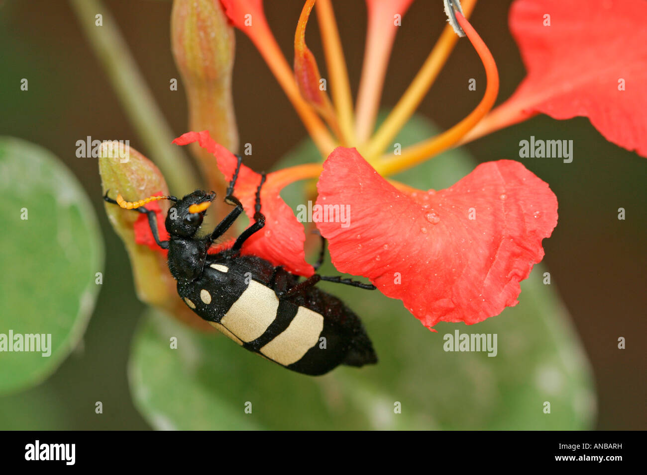 CMR Bean Beetle on red flower Stock Photo - Alamy