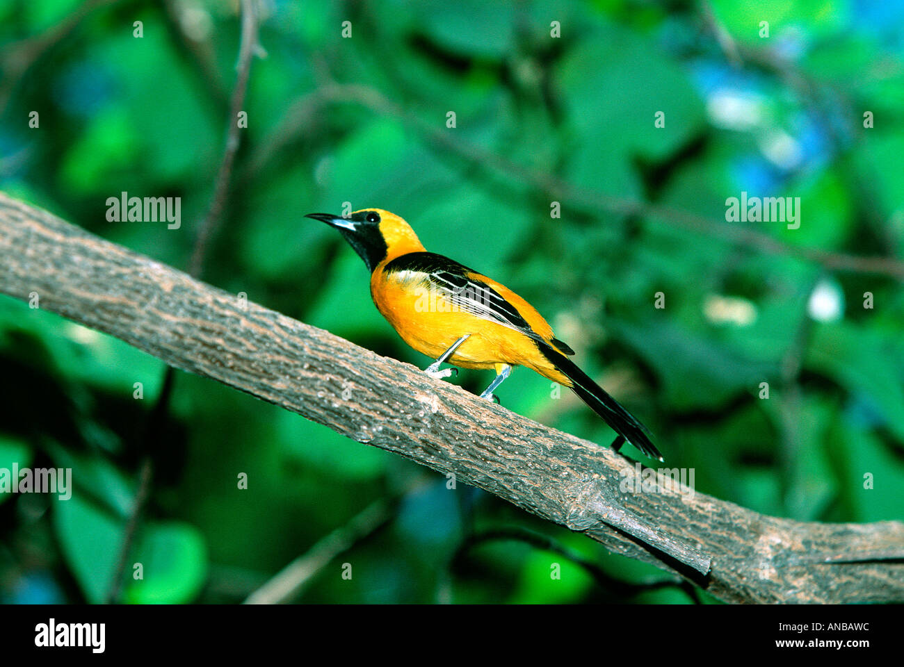 Hooded Oriole in Arizona Sonora Desert Museum Captive Stock Photo - Alamy