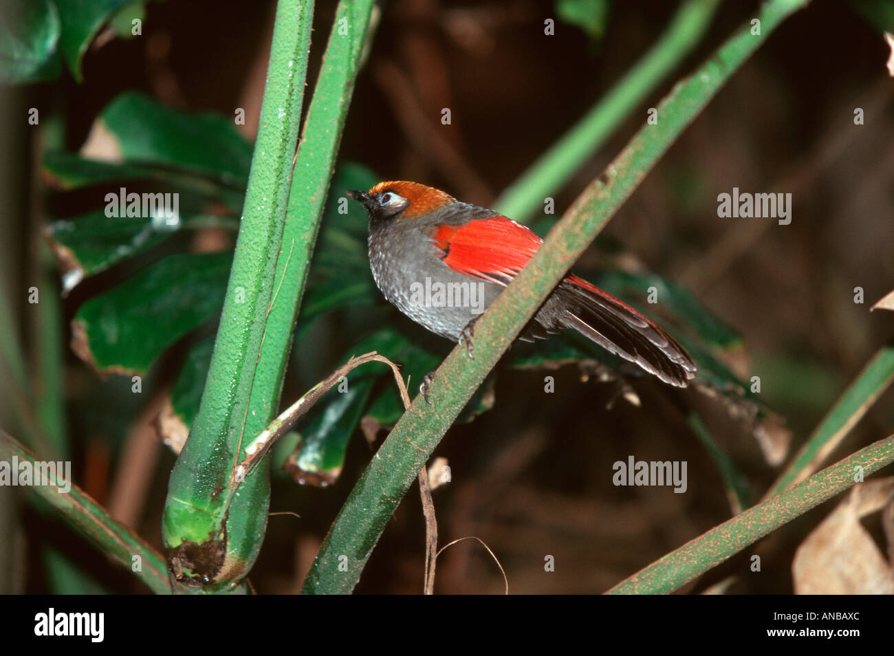 Captive Red Tailed Laughing Thrush Garrulax milnei Stock Photo - Alamy