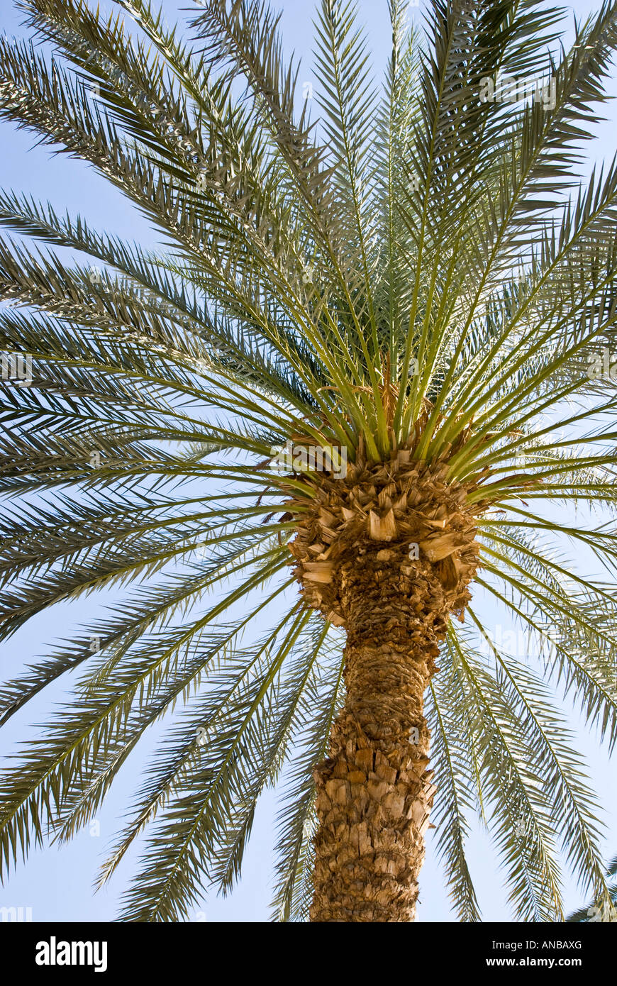 Date palm tree head hi-res stock photography and images - Alamy