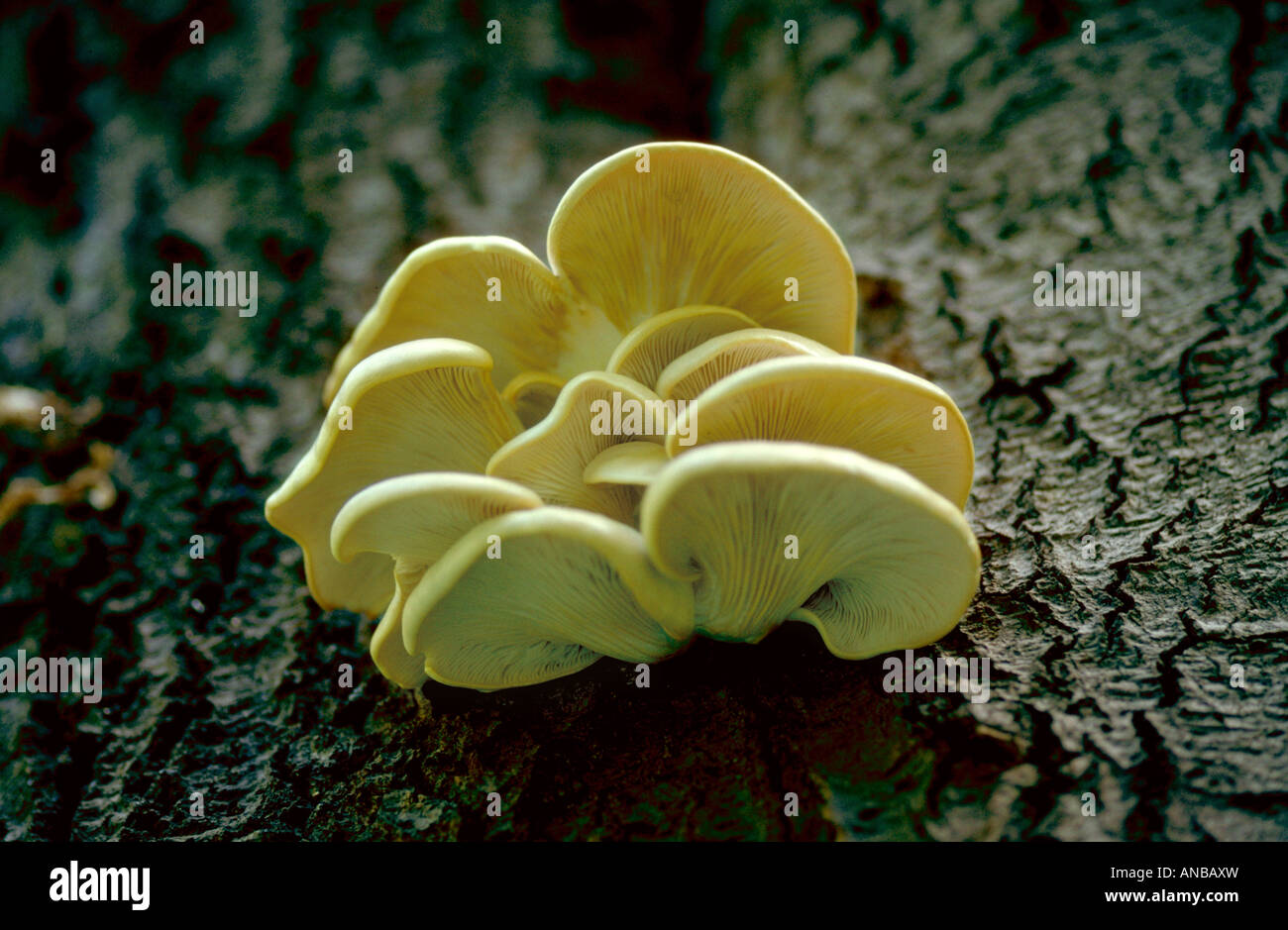 Branched Oyster Mushroom Fungus Pleurotus cornucopiae Pleurotaceae ...