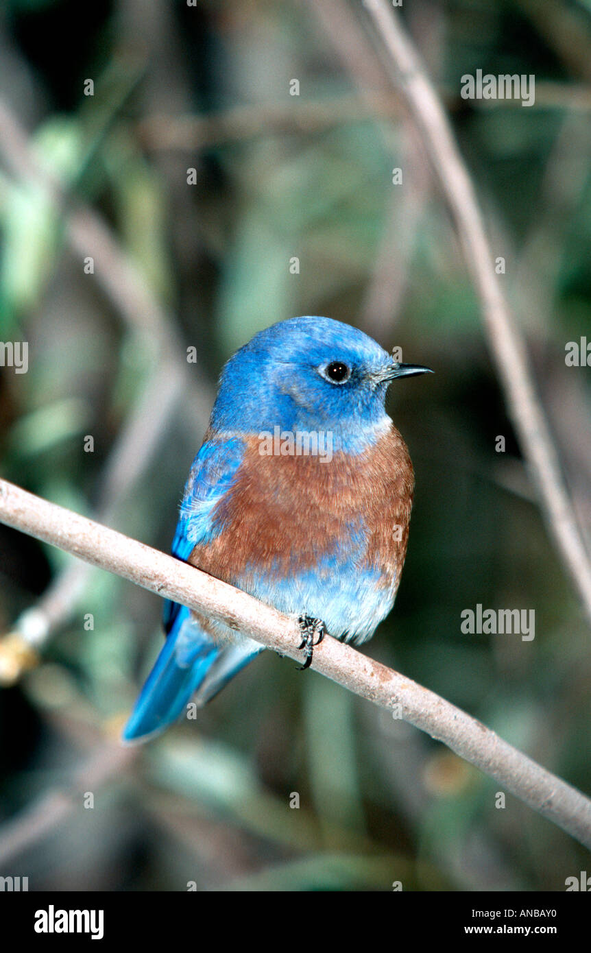 Western blue bird arizona desert hi-res stock photography and images ...