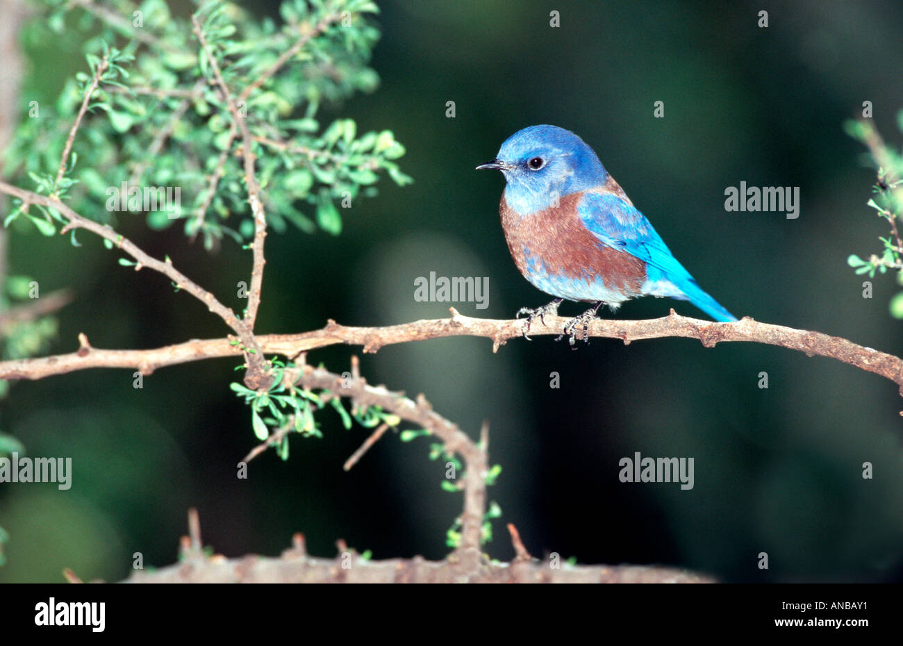 Western Blue Bird at Arizona Sonora Desert Museum Captive Stock Photo ...
