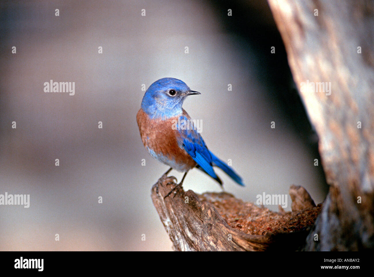 Western blue bird arizona desert hi-res stock photography and images ...