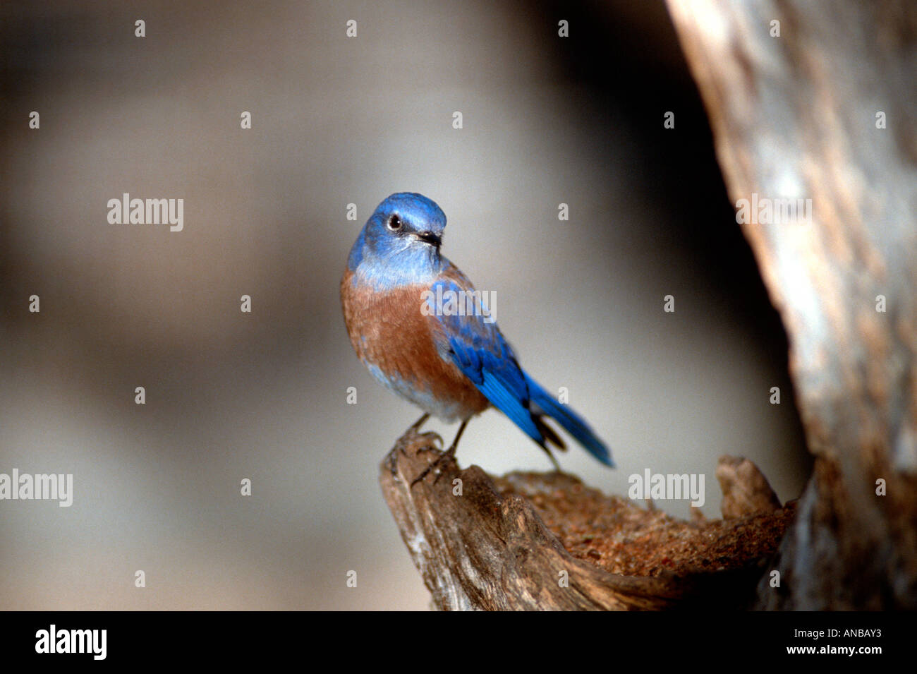 Western blue bird arizona desert hi-res stock photography and images ...