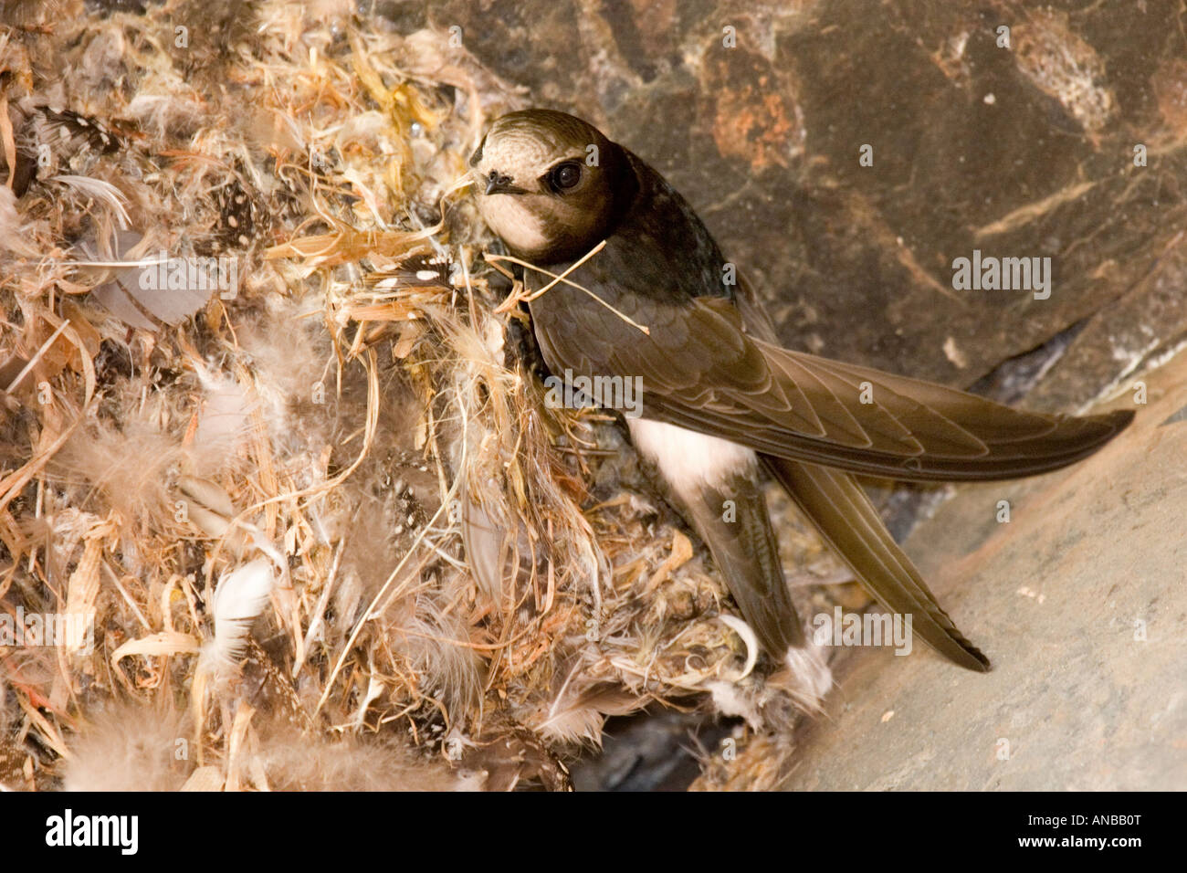 Swift bird and nest hi-res stock photography and images - Alamy