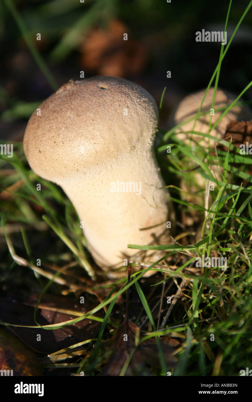 Pestle puffball fungi hi-res stock photography and images - Alamy