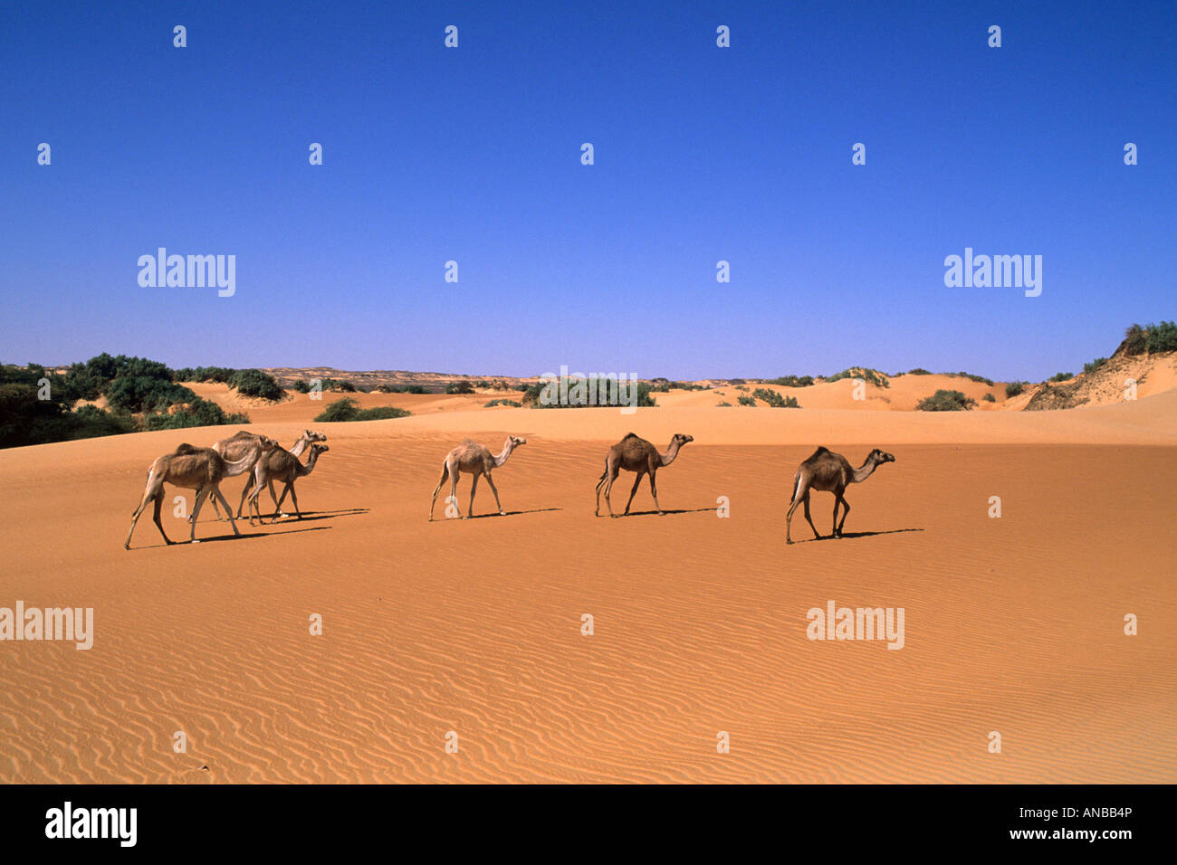 Dromedaries walk in line across the sand in the Bayuda Desert Stock ...