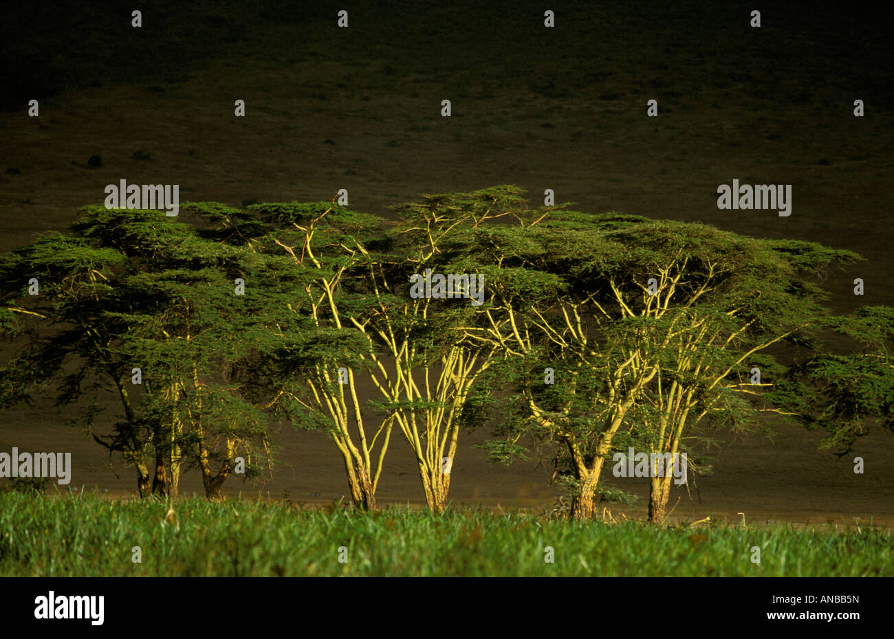 Fever trees (Acacia xanthophloea) on the Ngorongoro crater floor in the ...