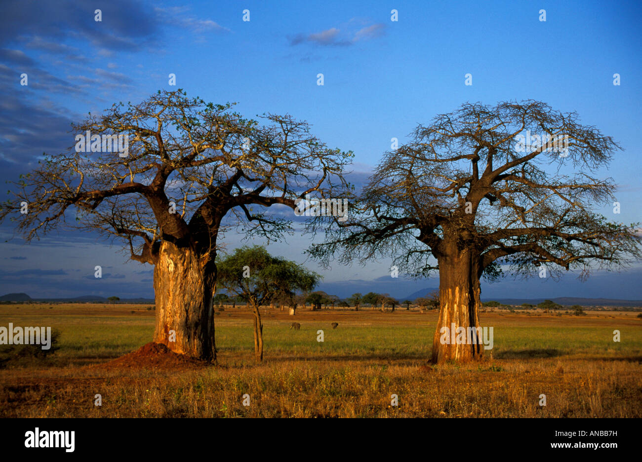Two Baobab trees showing signs of ring barking by elephants dwarf two ...