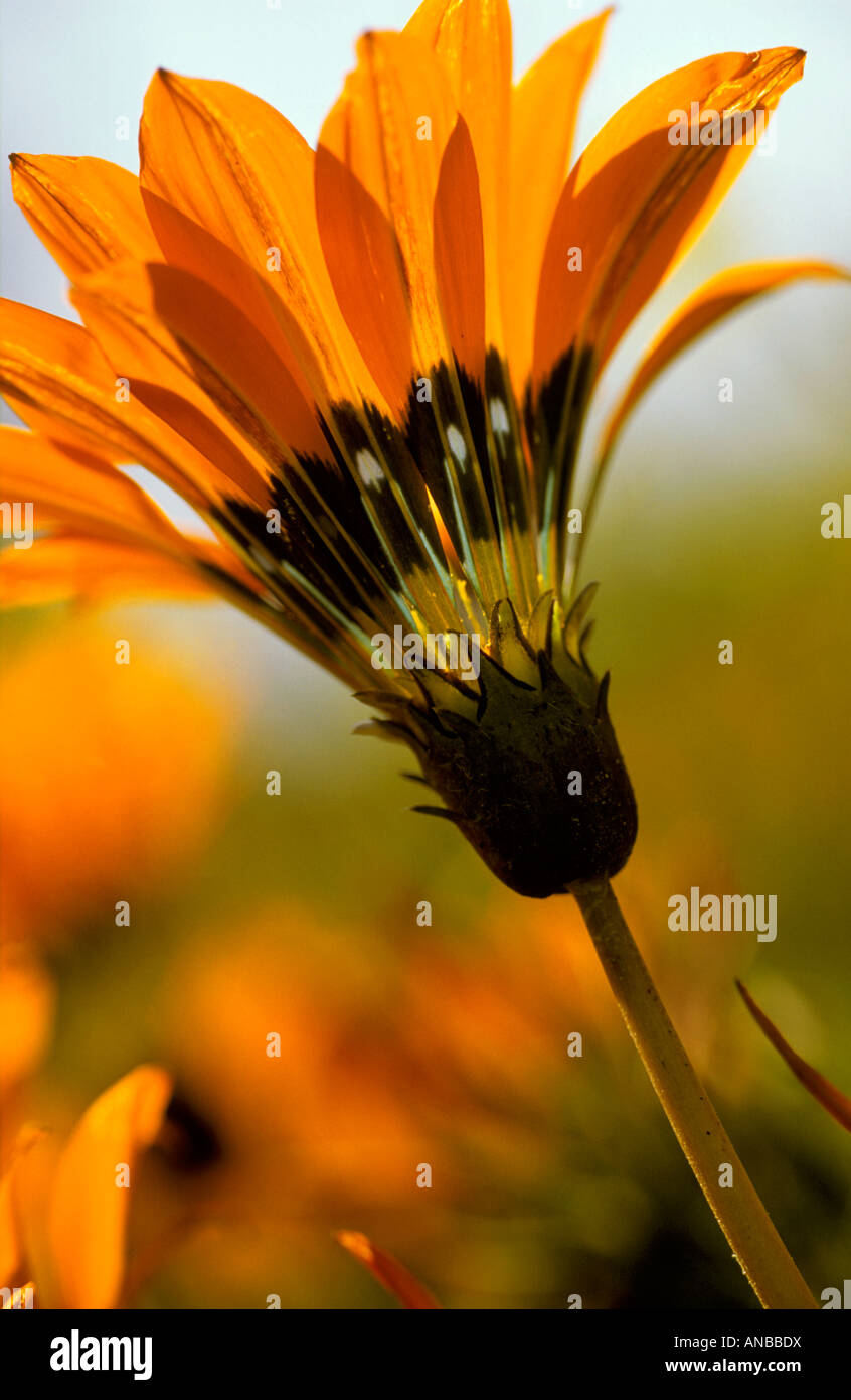 Gazania krebsiana hi-res stock photography and images - Alamy