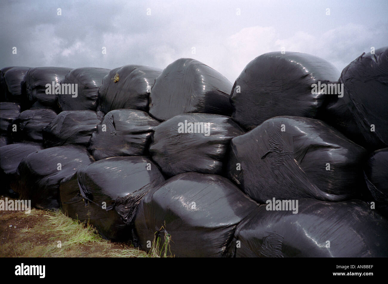 Black plastic bags of wrapped silage bales Stock Photo - Alamy