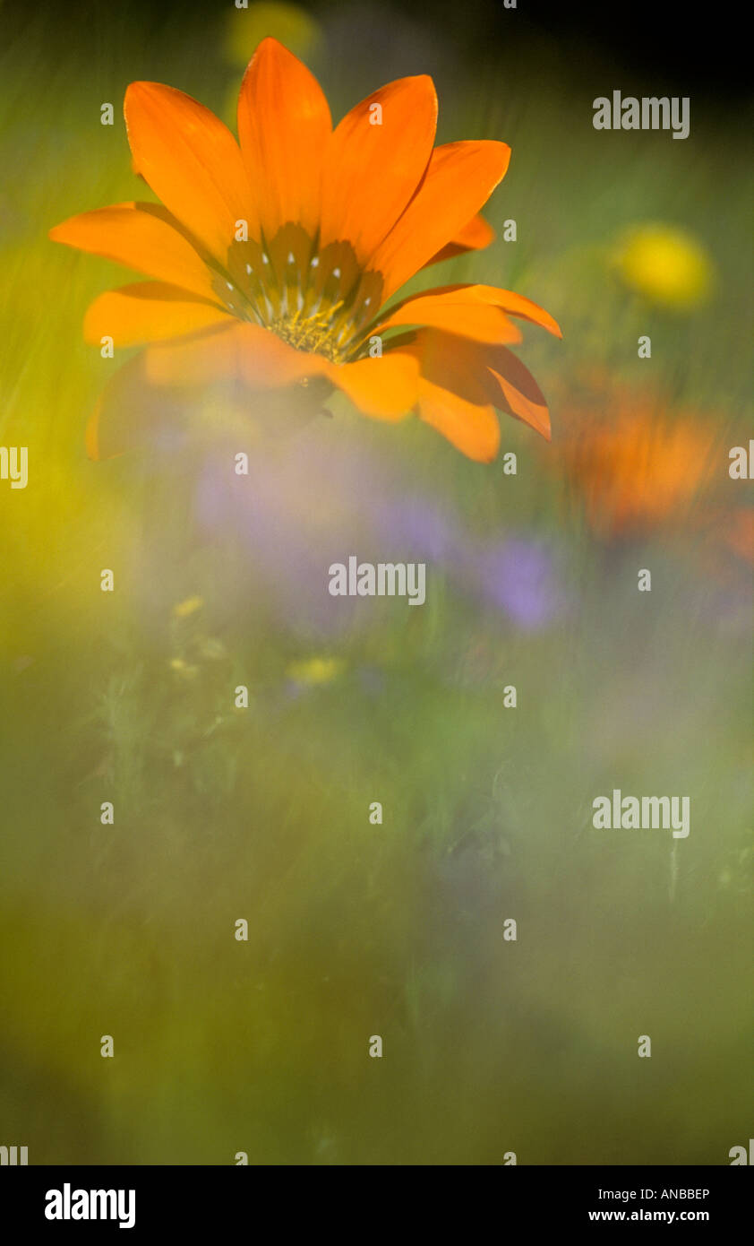 Daisy (Gazania krebsiana Stock Photo - Alamy