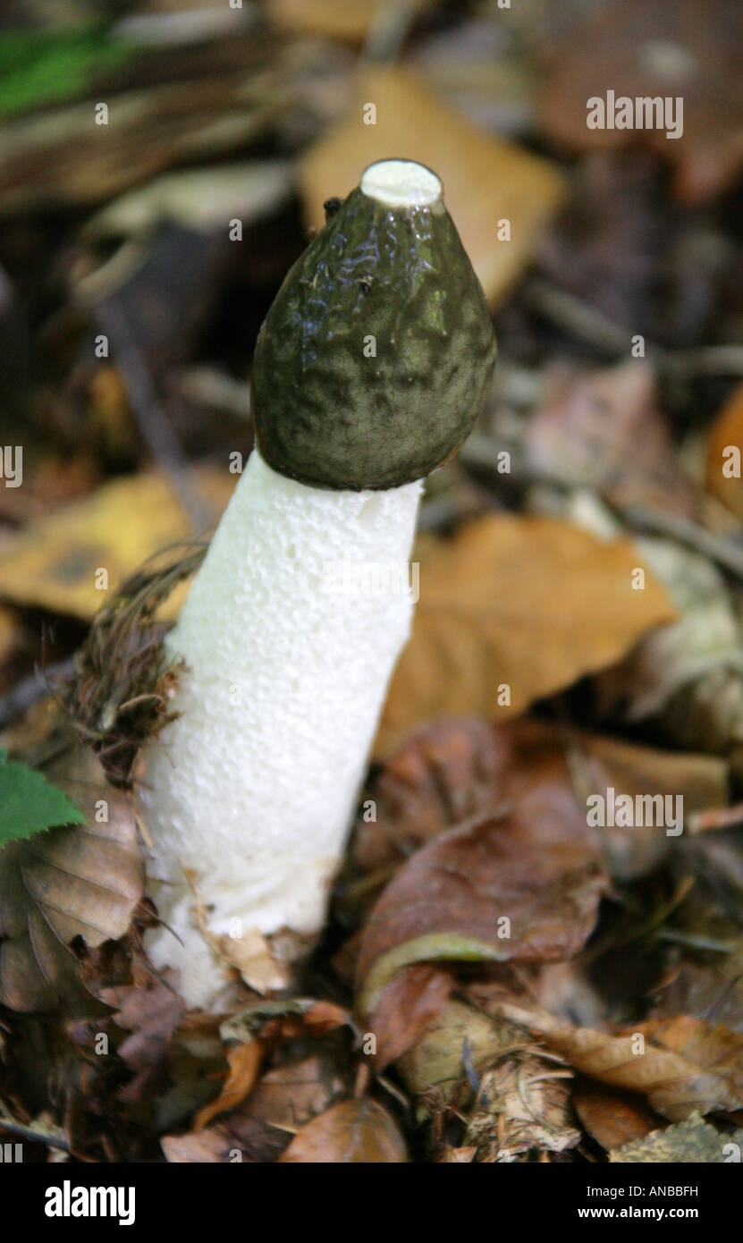 Stinkhorn Fungus Phallus impudicus Phallaceae Stock Photo - Alamy