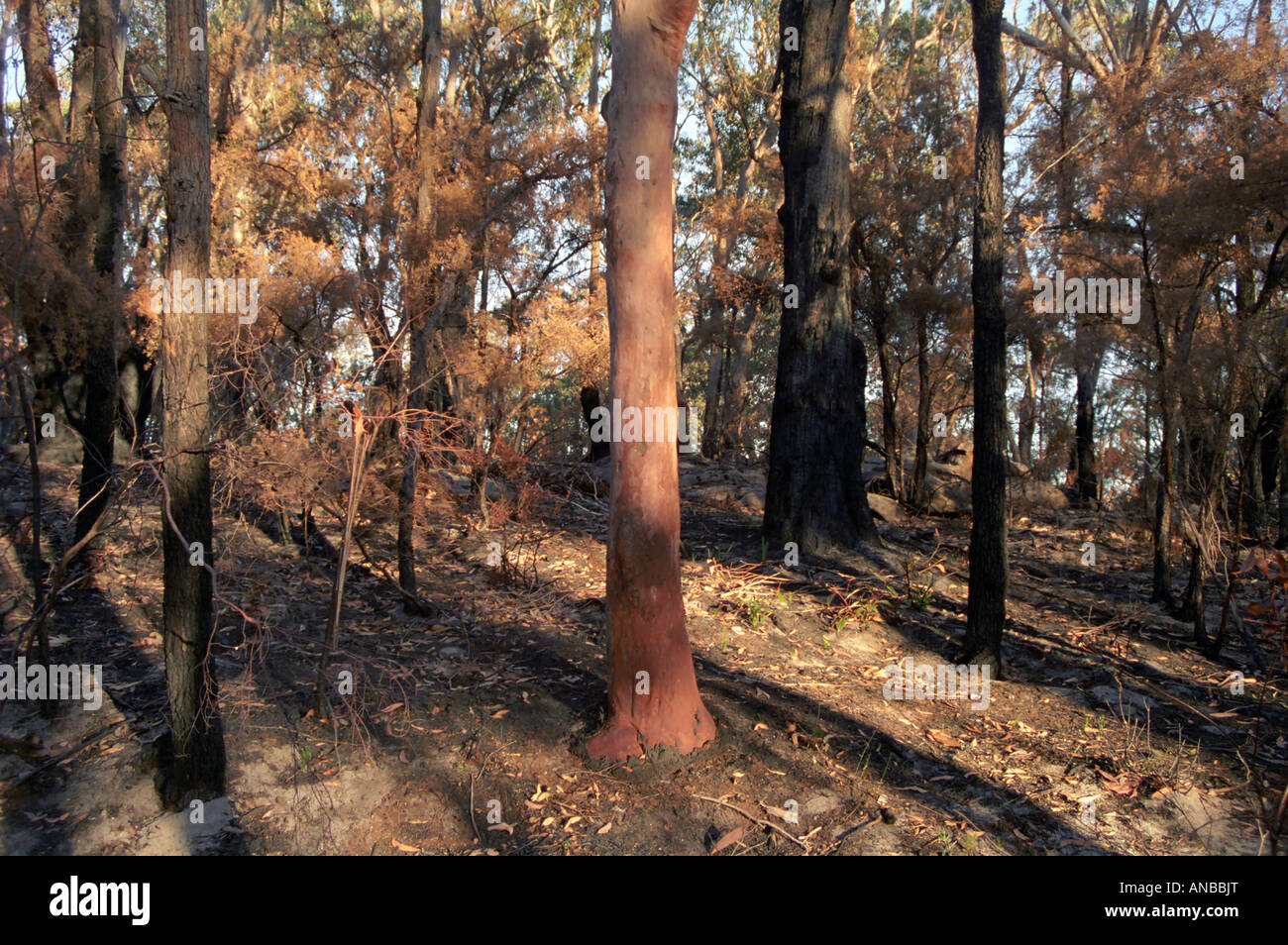 Scar tree nsw hi-res stock photography and images - Alamy