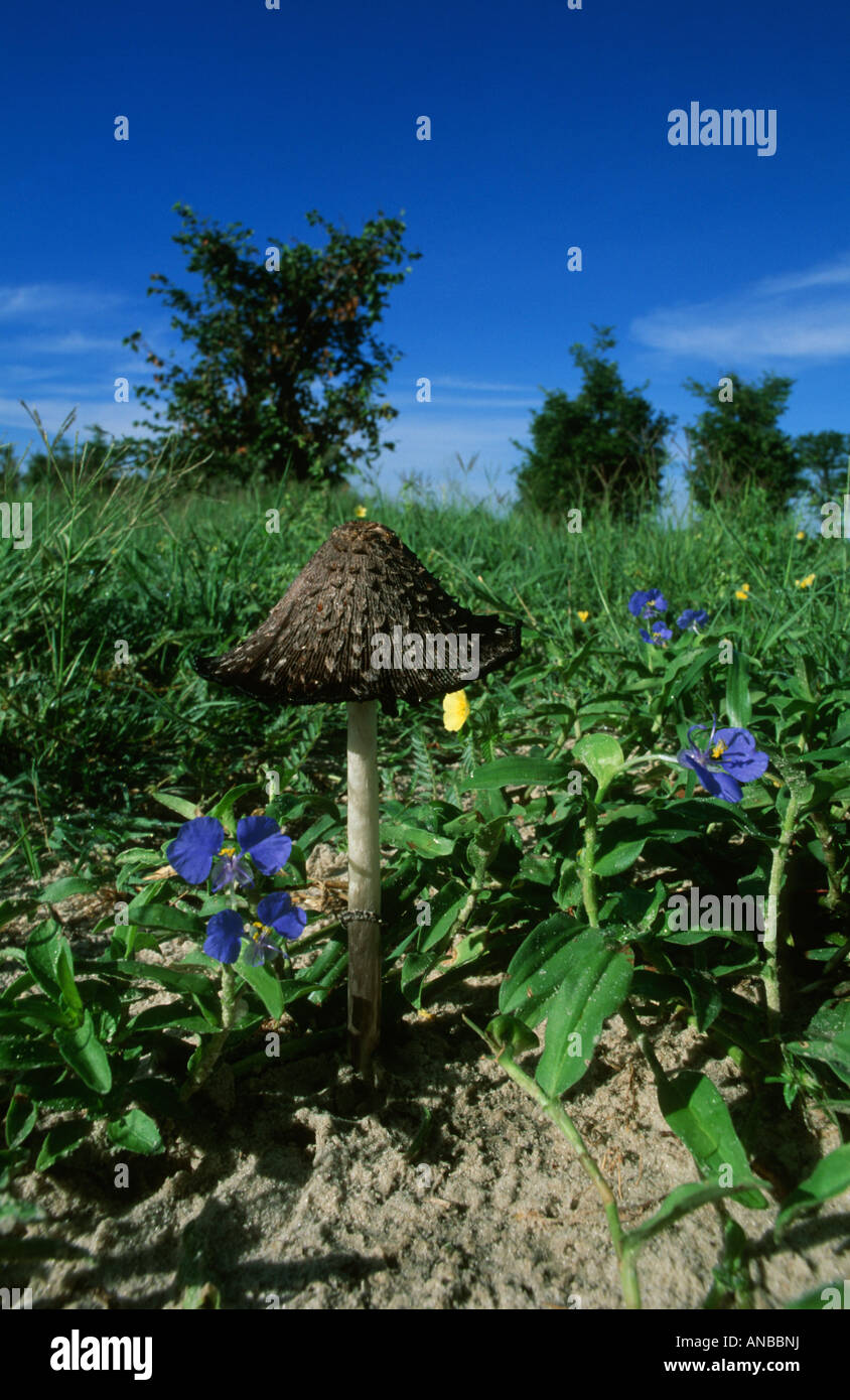 A wild mushroom and blue oxalis flowers in a lush green summer ...