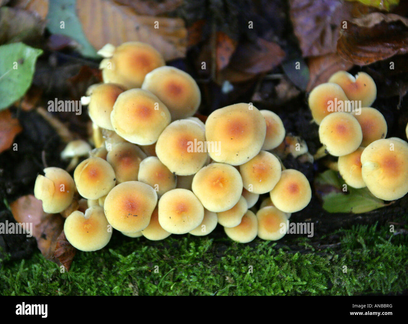 Sulphur Tuft Fungus, Hypholoma fasciculare, Strophariaceae Stock Photo ...