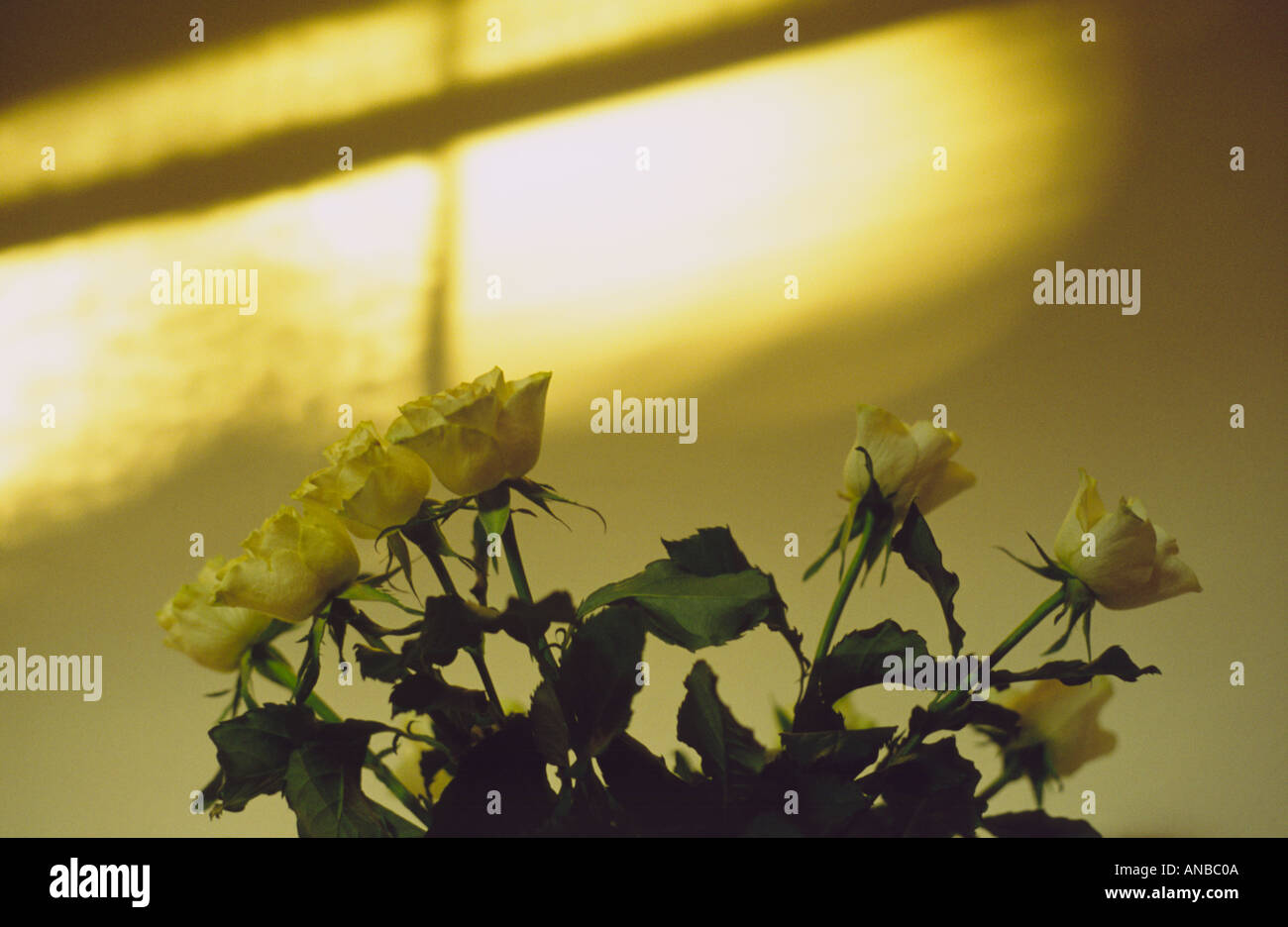 Bunch of dying roses hi-res stock photography and images - Alamy