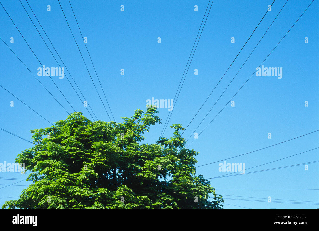 Tree top with electric wires passing through Stock Photo - Alamy