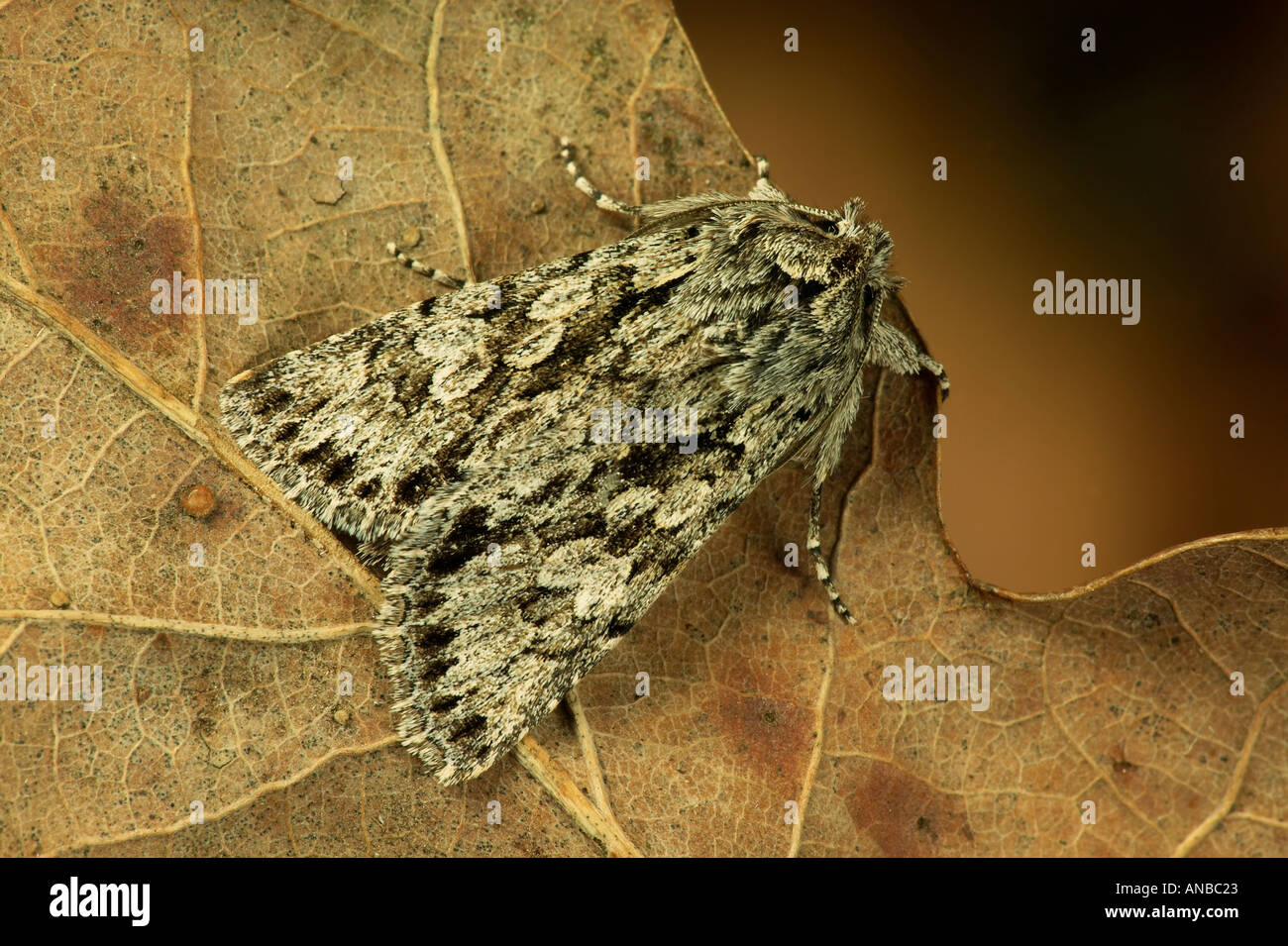 Areola hi-res stock photography and images - Alamy