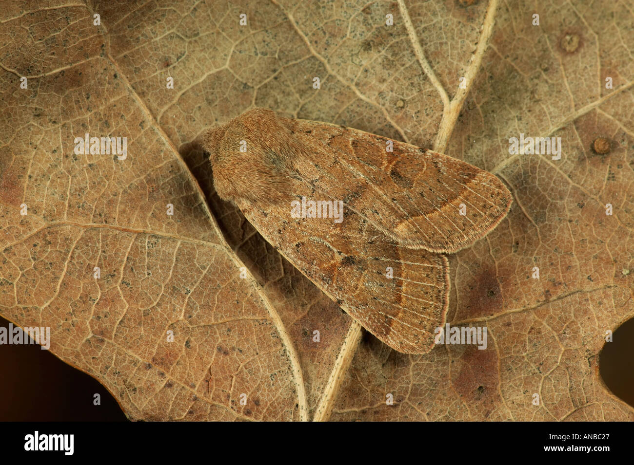 Common Quaker Orthosia cerasi at rest od dead leaf showing camouflage ...