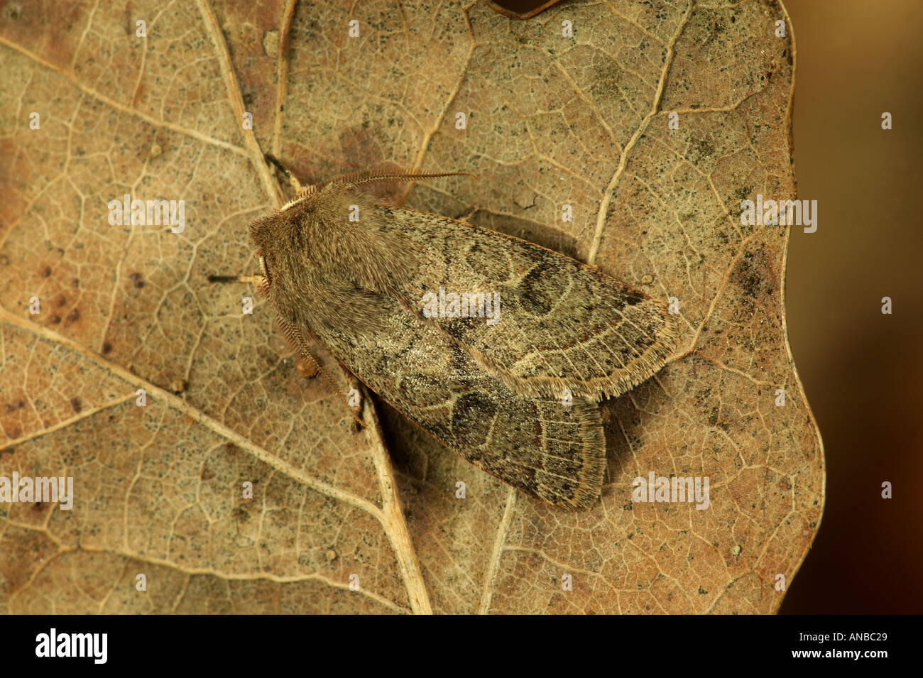 Common Quaker Orthosia cerasi at rest od dead leaf showing camouflage ...
